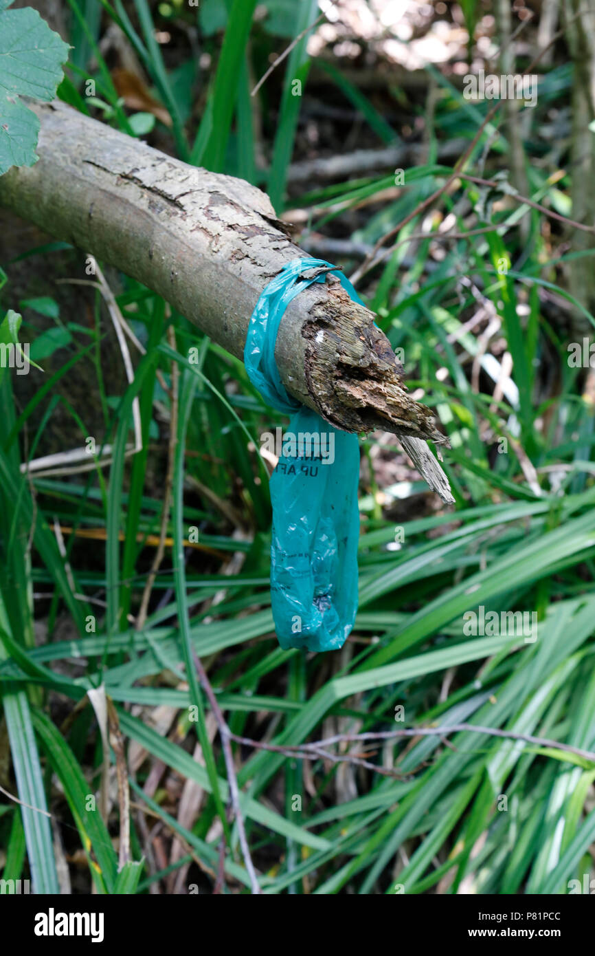 Careless weed hi-res stock photography and images - Alamy