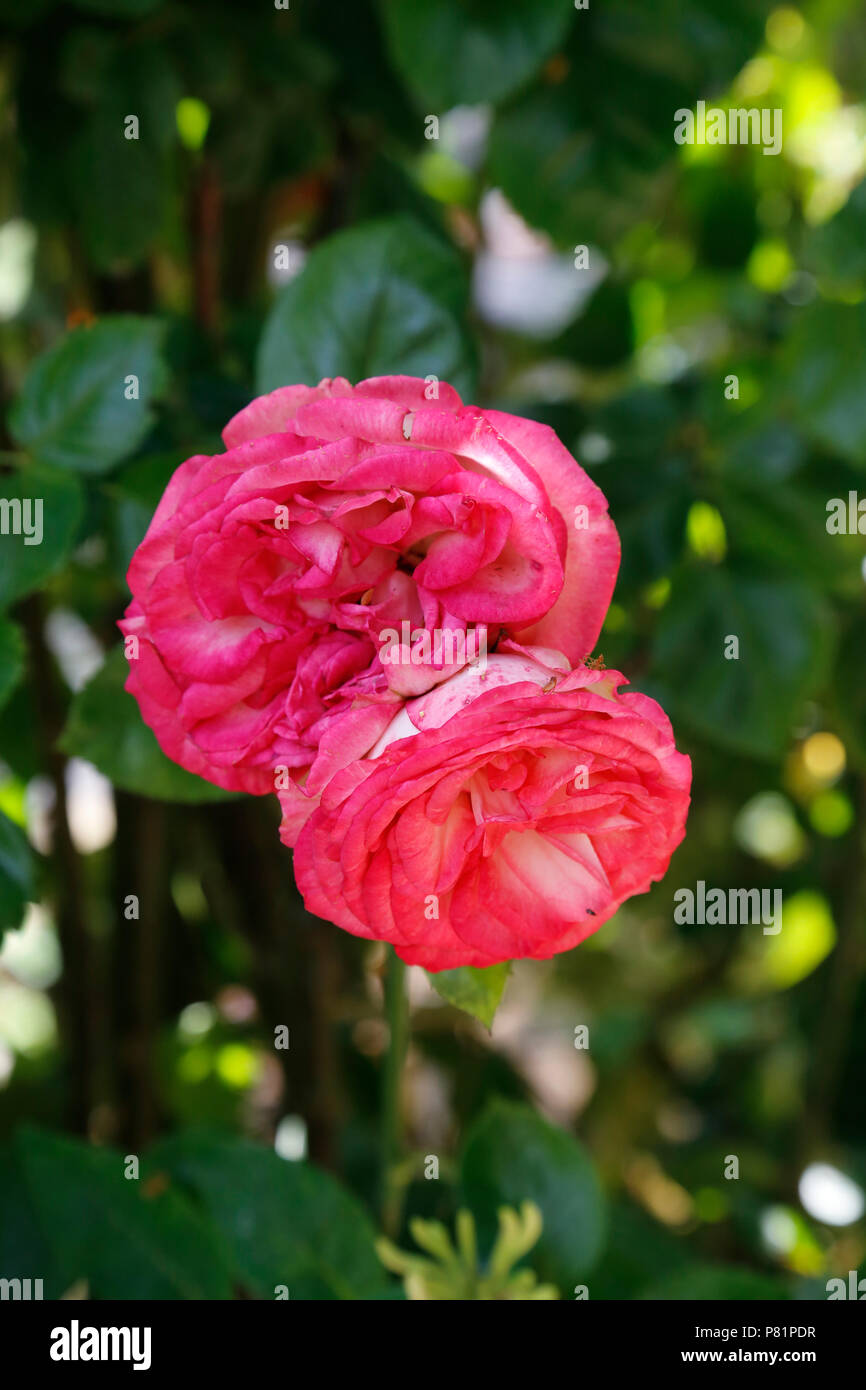 Shade of hot pink hi-res stock photography and images - Alamy