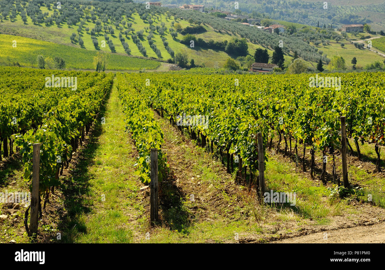 rows of green vineyards and olive trees in tuscany Stock Photo - Alamy