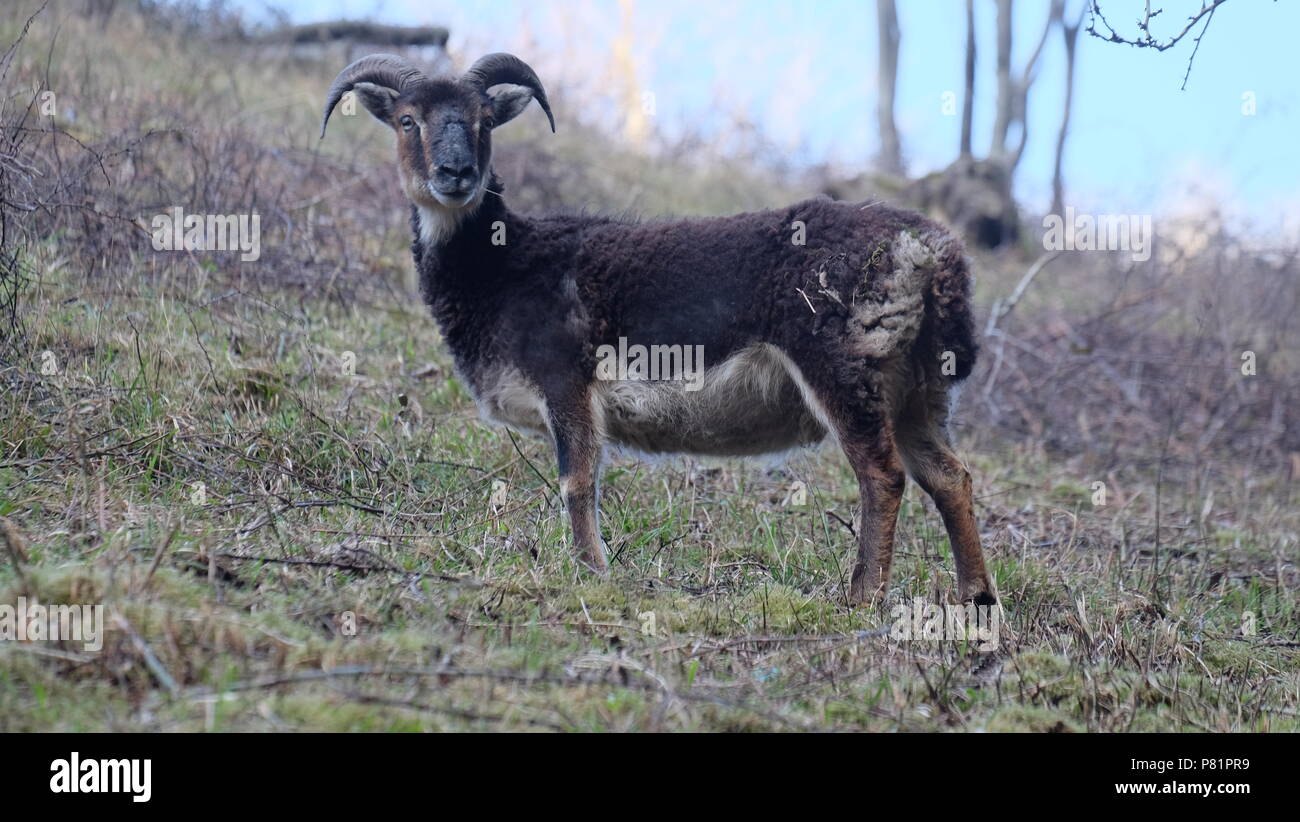 Freedom Monkeys High Resolution Stock Photography and Images - Alamy