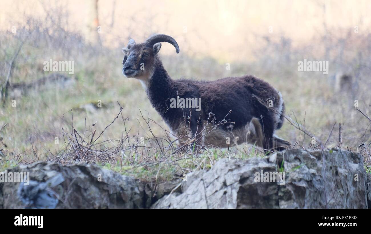 Freedom Monkeys High Resolution Stock Photography and Images - Alamy