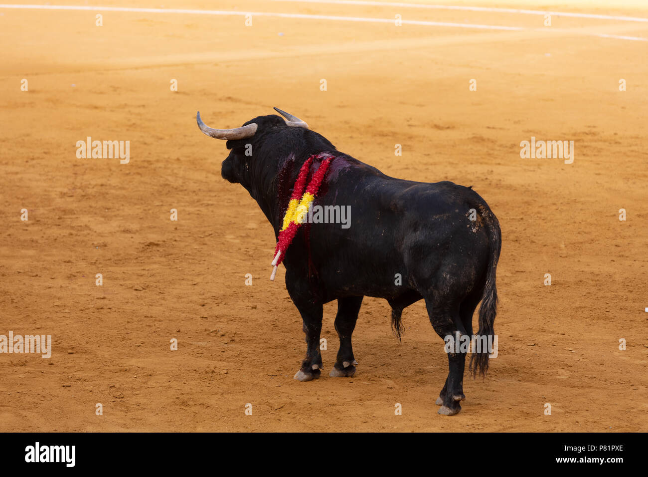 bull bleeding after having nailed the banderillas in a spanish bullring ...