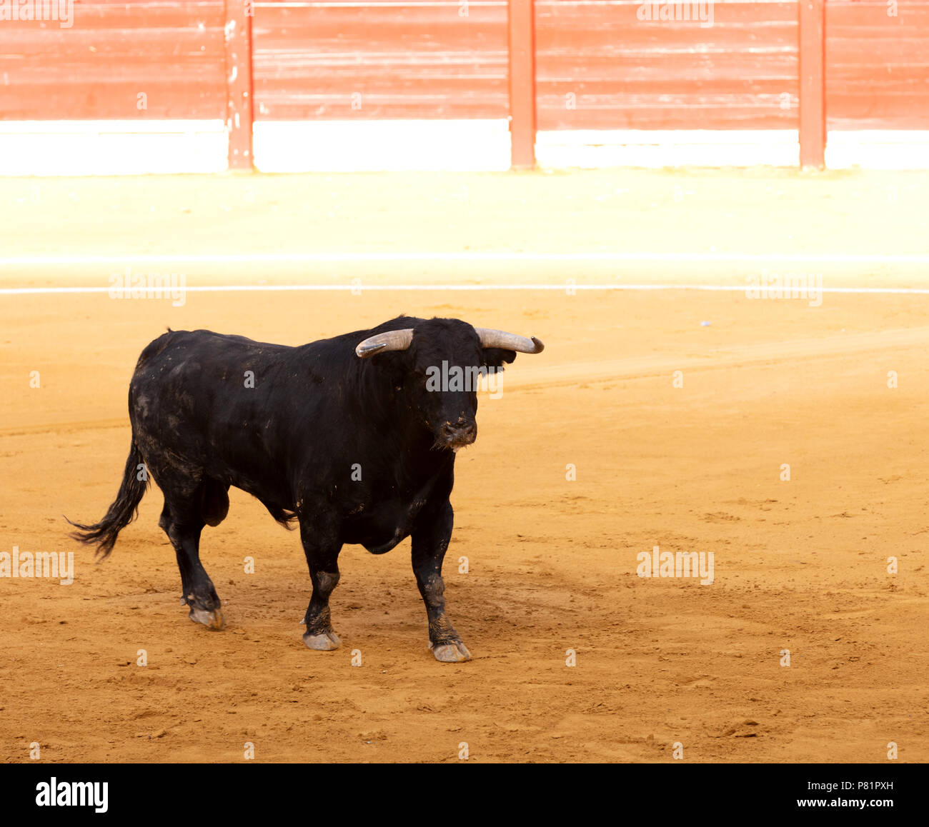 Bull sand hi-res stock photography and images - Alamy
