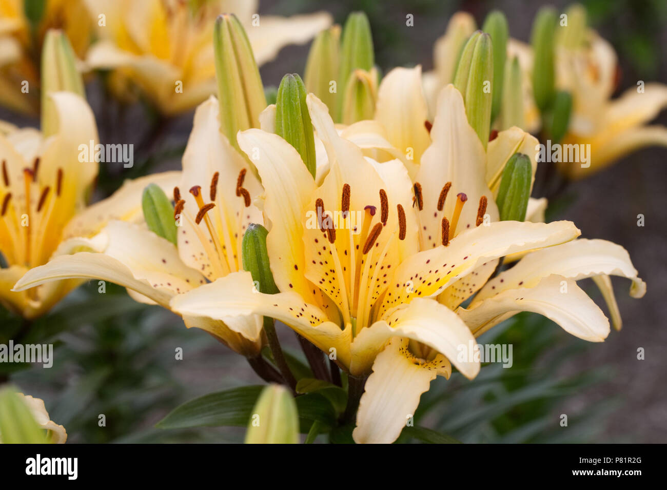 Freckled hi-res stock photography and images - Alamy