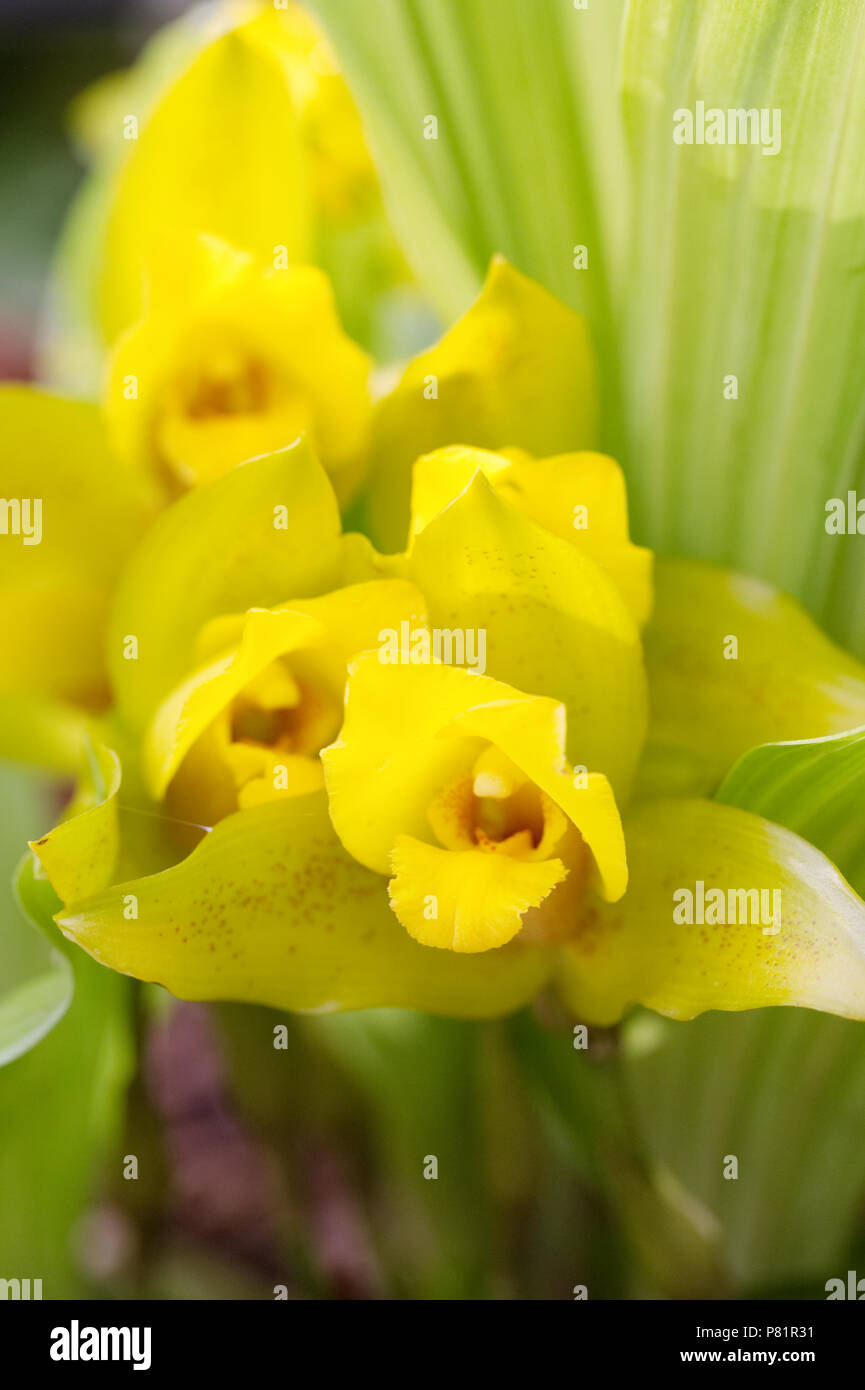 Delphine hi-res stock photography and images - Alamy