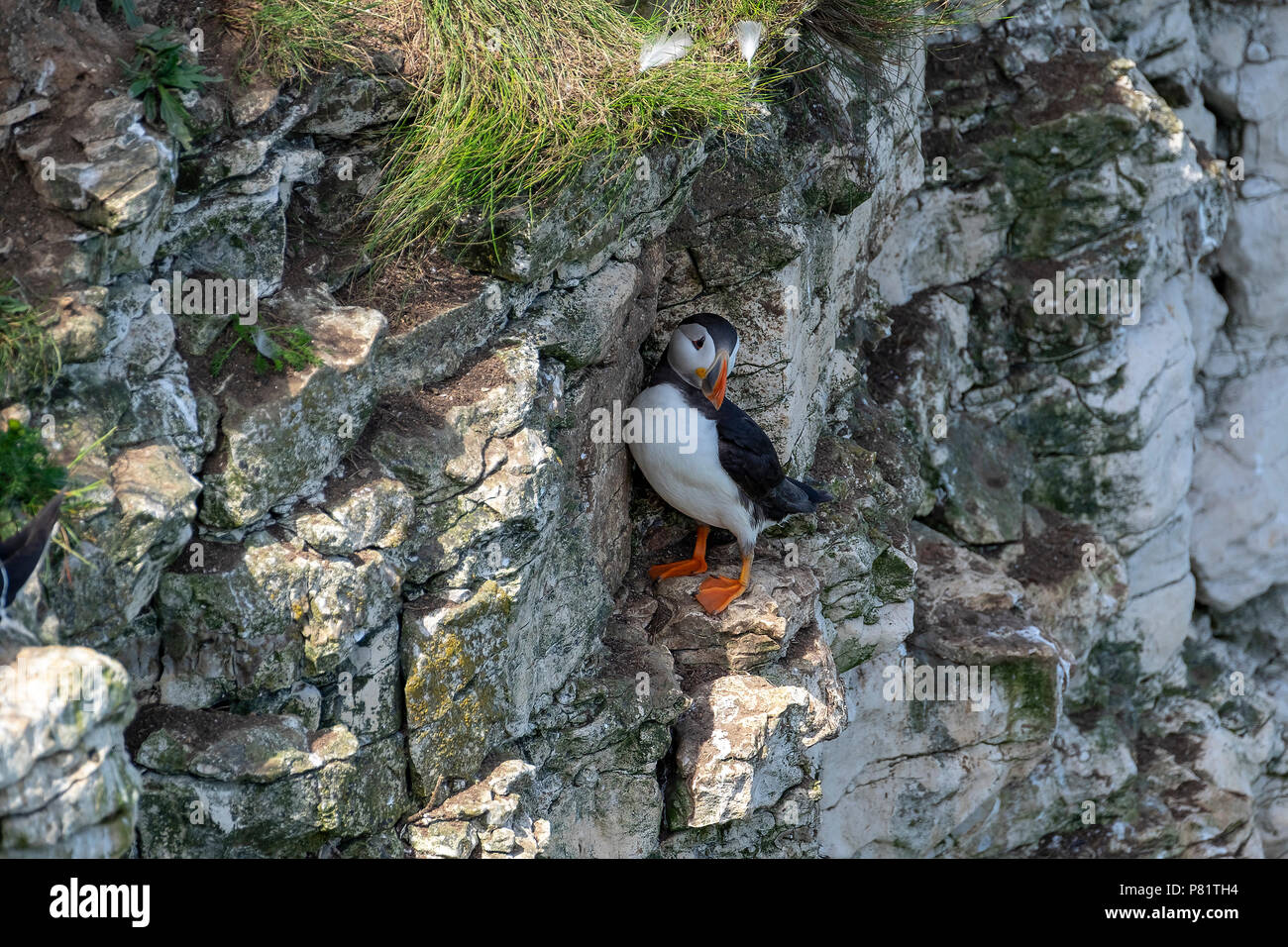 Atlantic Puffins on cliff edge in Yorkshire Stock Photo - Alamy