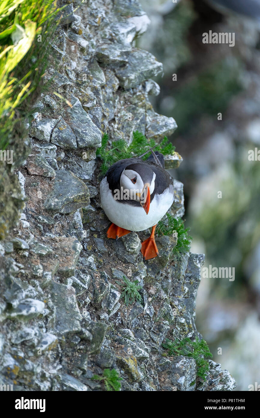 Atlantic Puffins on cliff edge in Yorkshire Stock Photo - Alamy