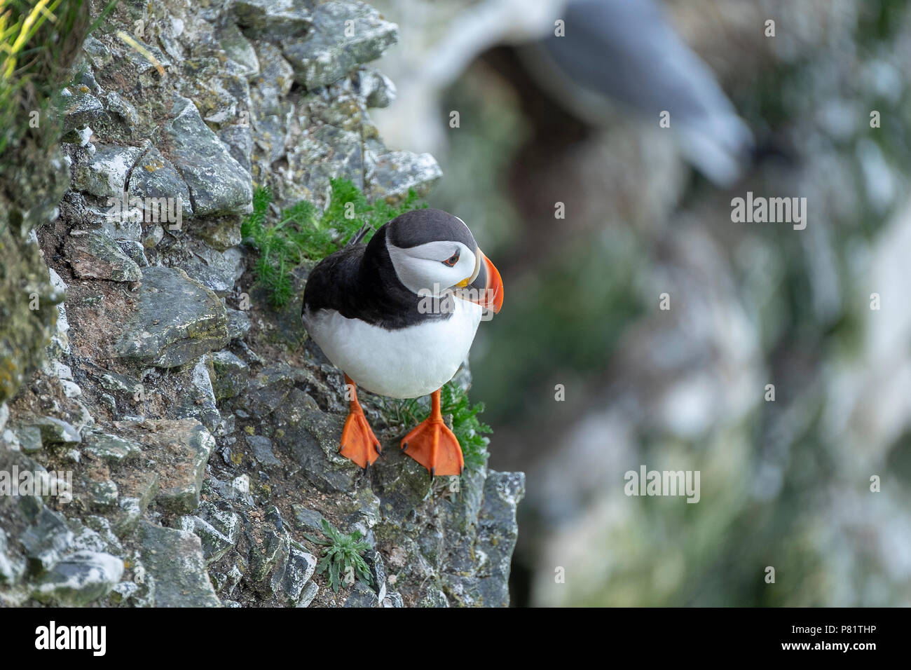 Atlantic Puffins on cliff edge in Yorkshire Stock Photo - Alamy