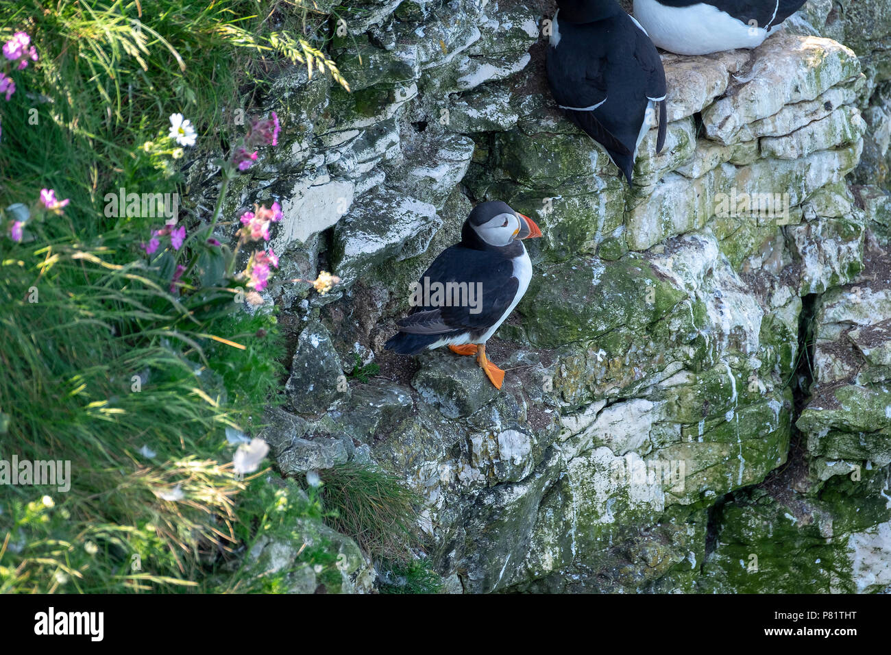 Atlantic Puffins on cliff edge in Yorkshire Stock Photo - Alamy