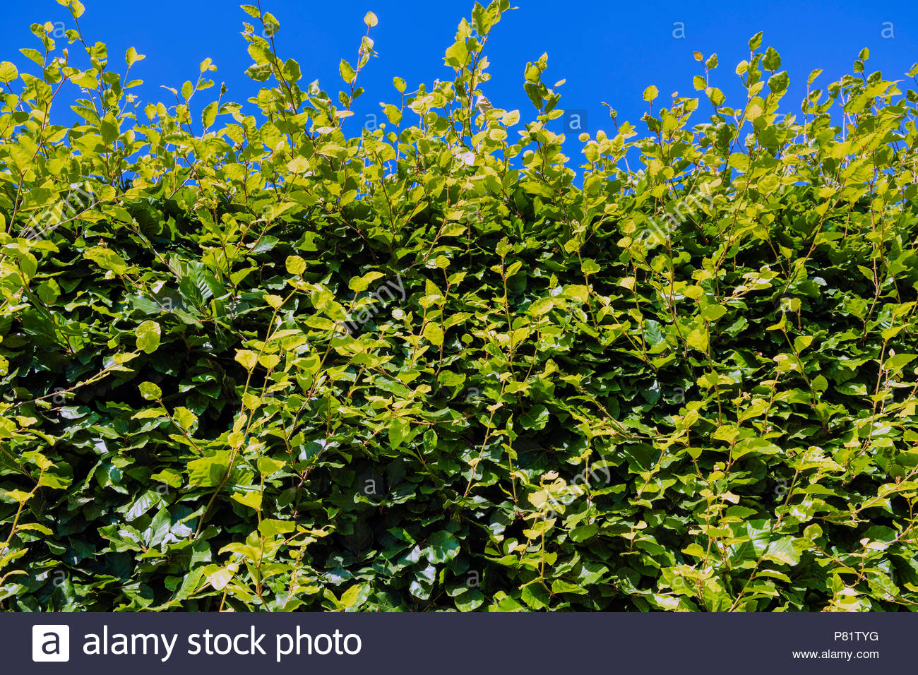 Beech Hedge Stock Photos & Beech Hedge Stock Images - Alamy