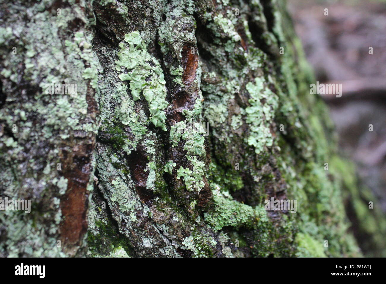 Tree bumps hi-res stock photography and images - Alamy