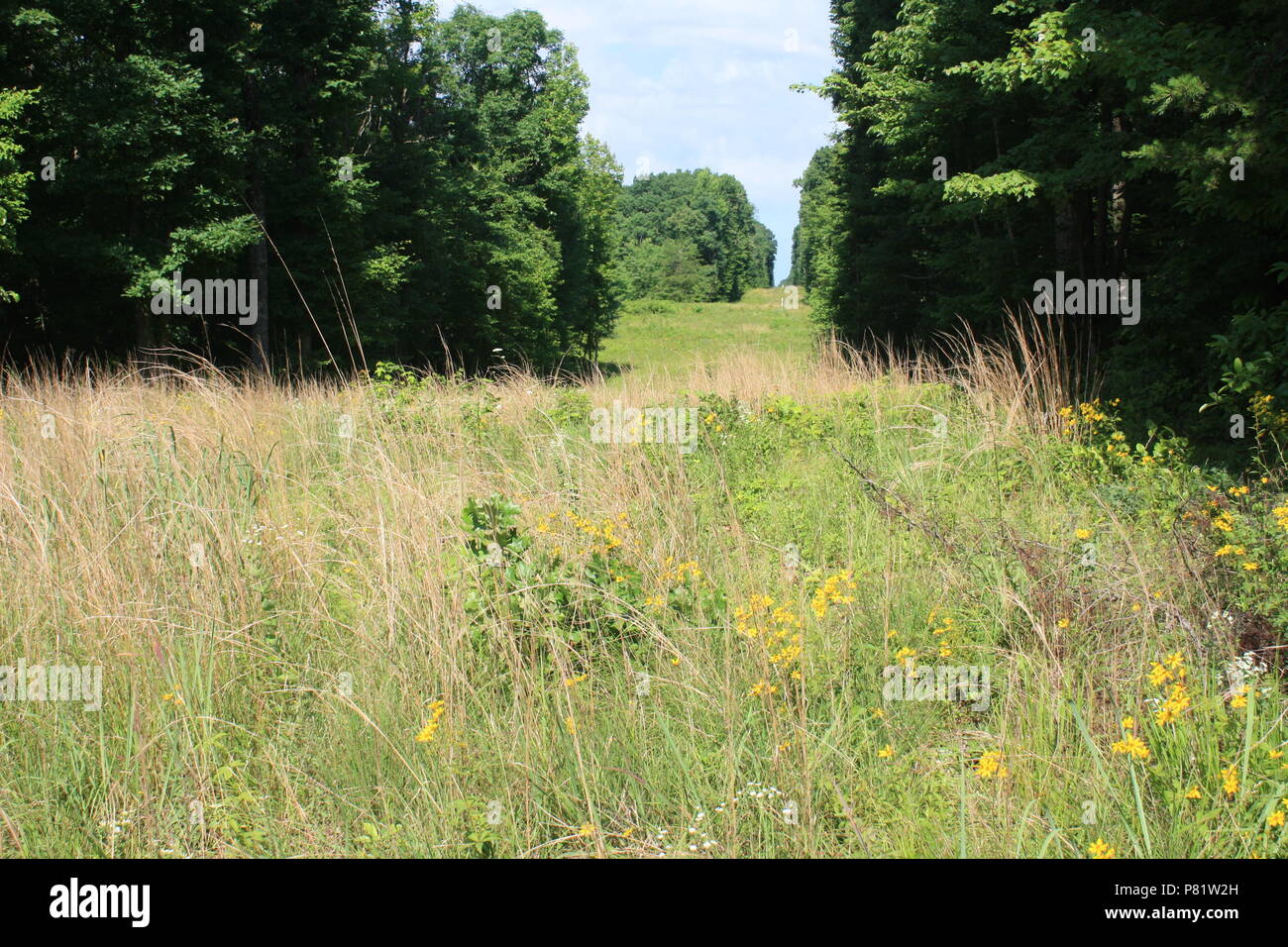 Overgrown field along path in South Cumberland State Park Stock Photo ...