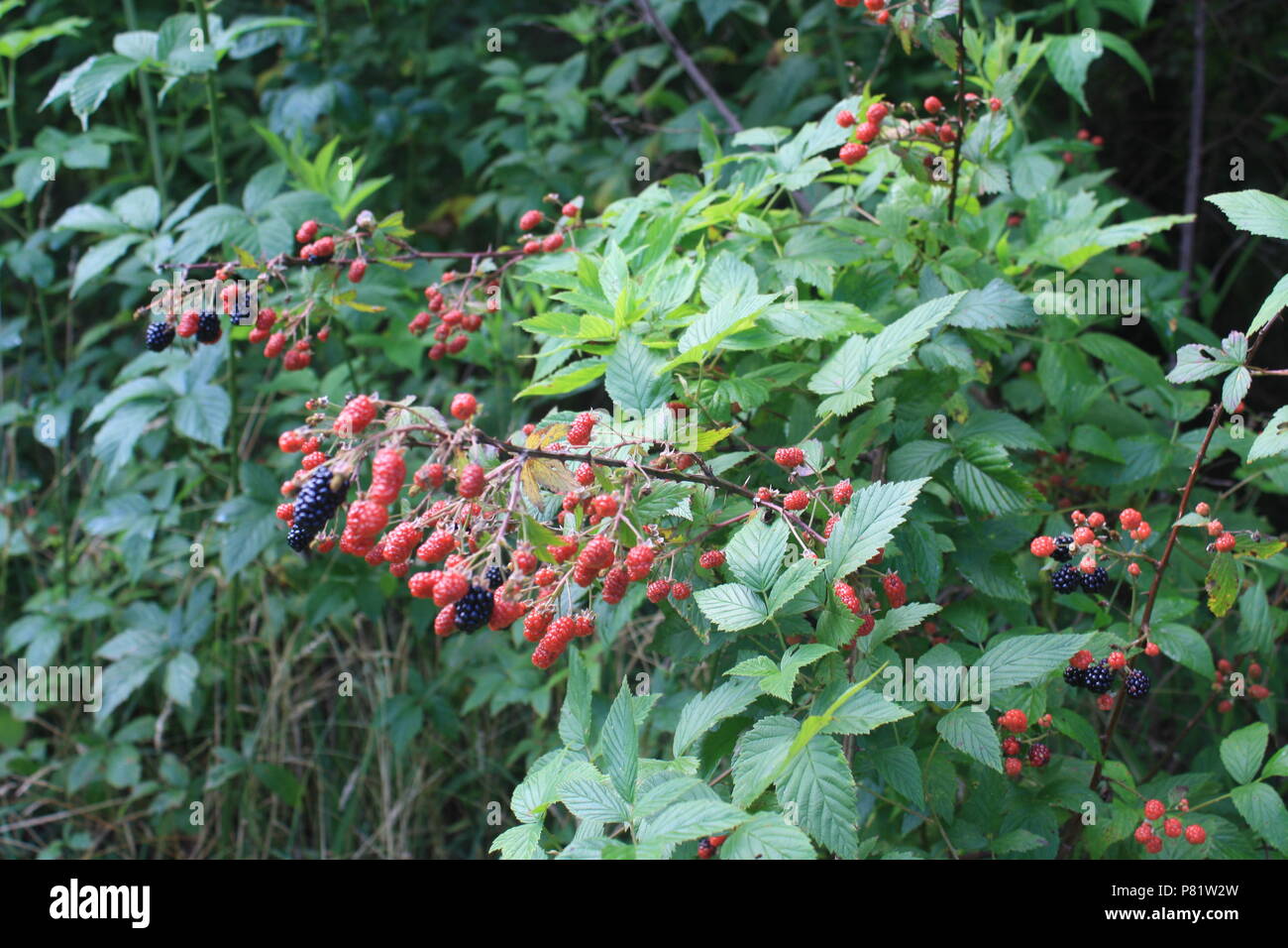 Real wild fruit hi-res stock photography and images - Alamy
