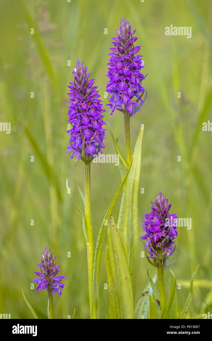 Southern Marsh Background