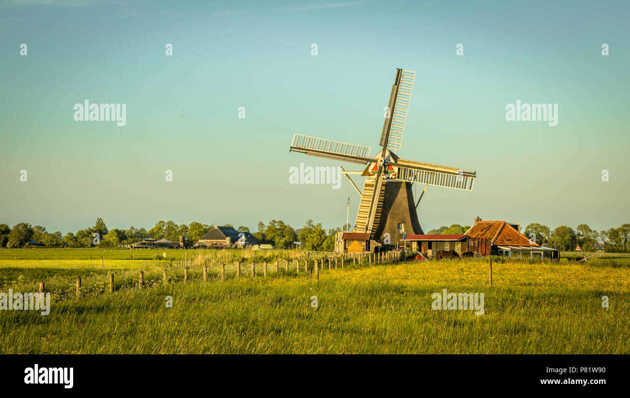 Dutch wooden windmill with small miller house at sunset in summer field ...