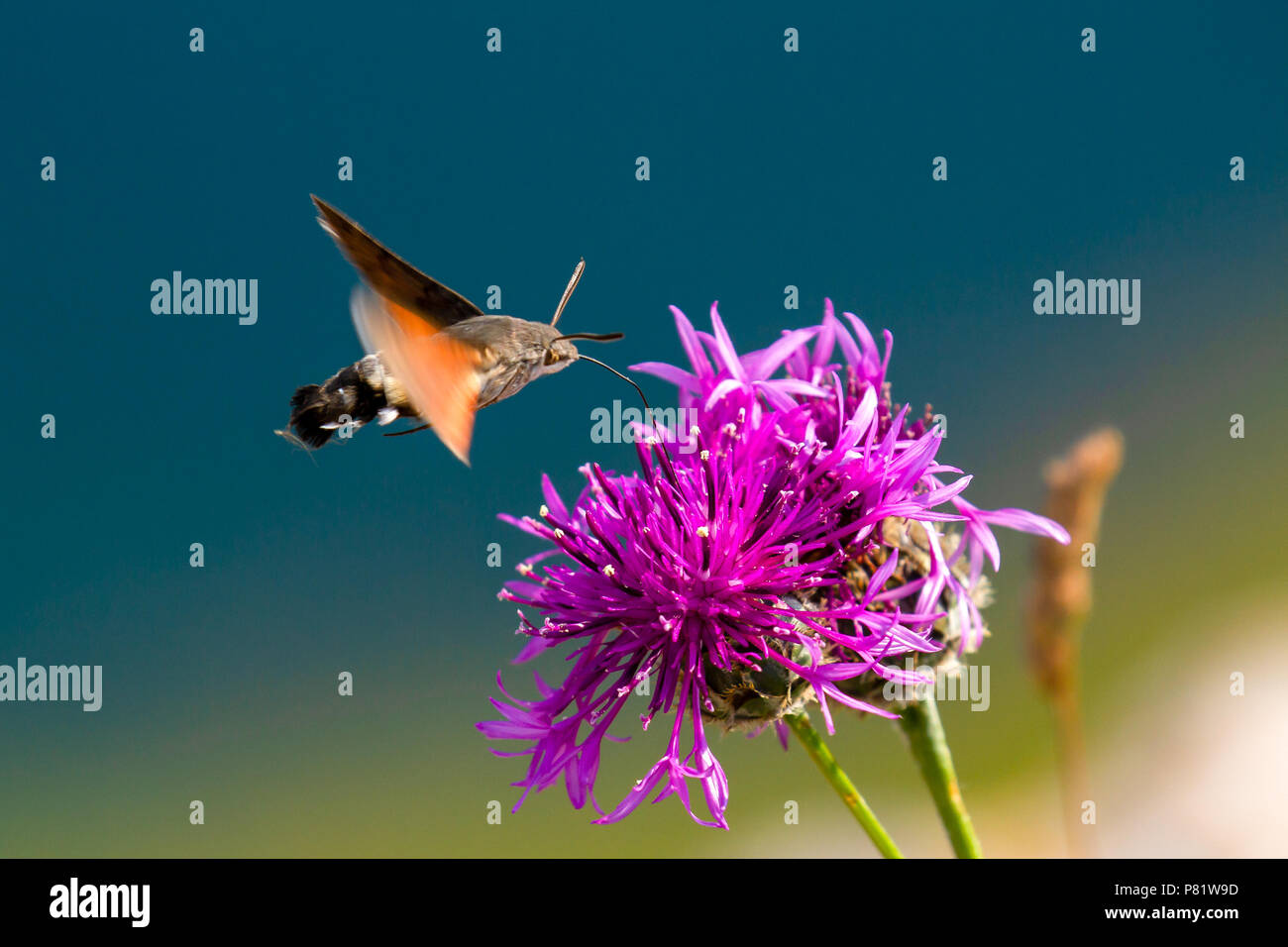 Hummingbird moth uk hi-res stock photography and images - Alamy