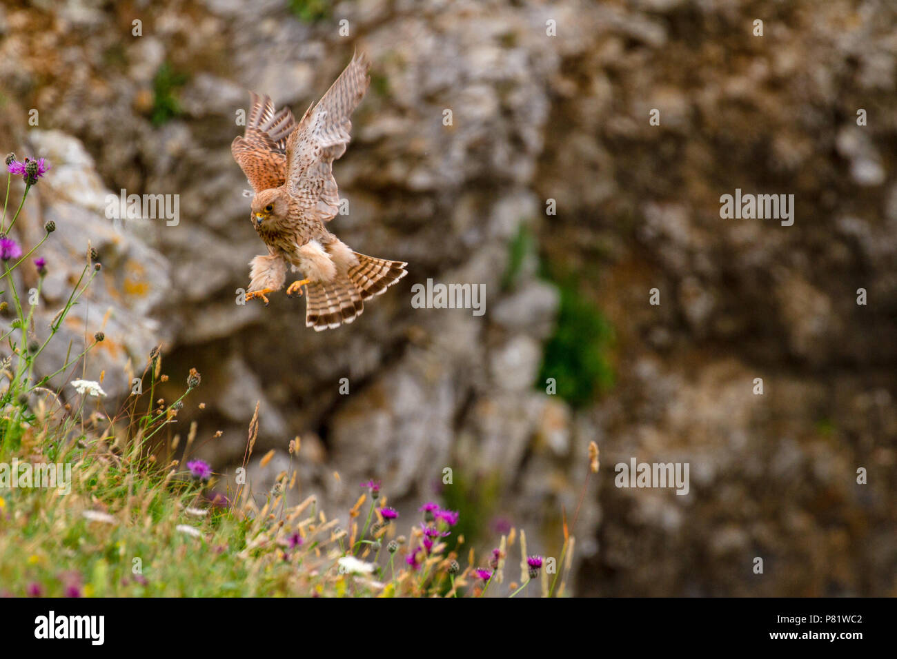 Eurasian Kestrel (Falco tinnunculus) on Pembrokeshire Cliff, Wales, UK ...