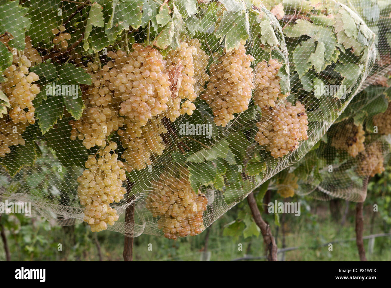 Grape vines covered with netting material to stop birds from destroying ...