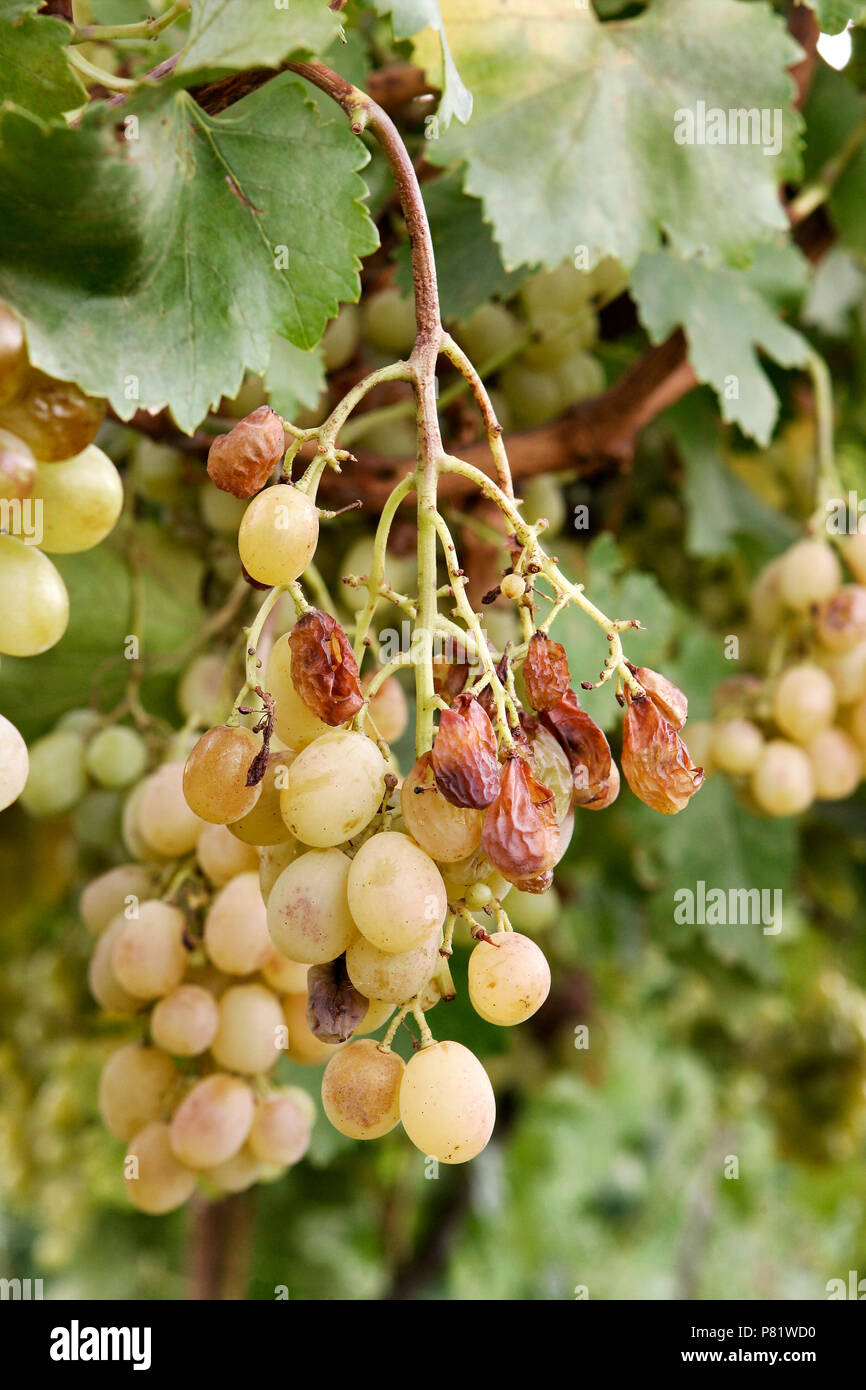 Botrytis grapes hi-res stock photography and images - Alamy
