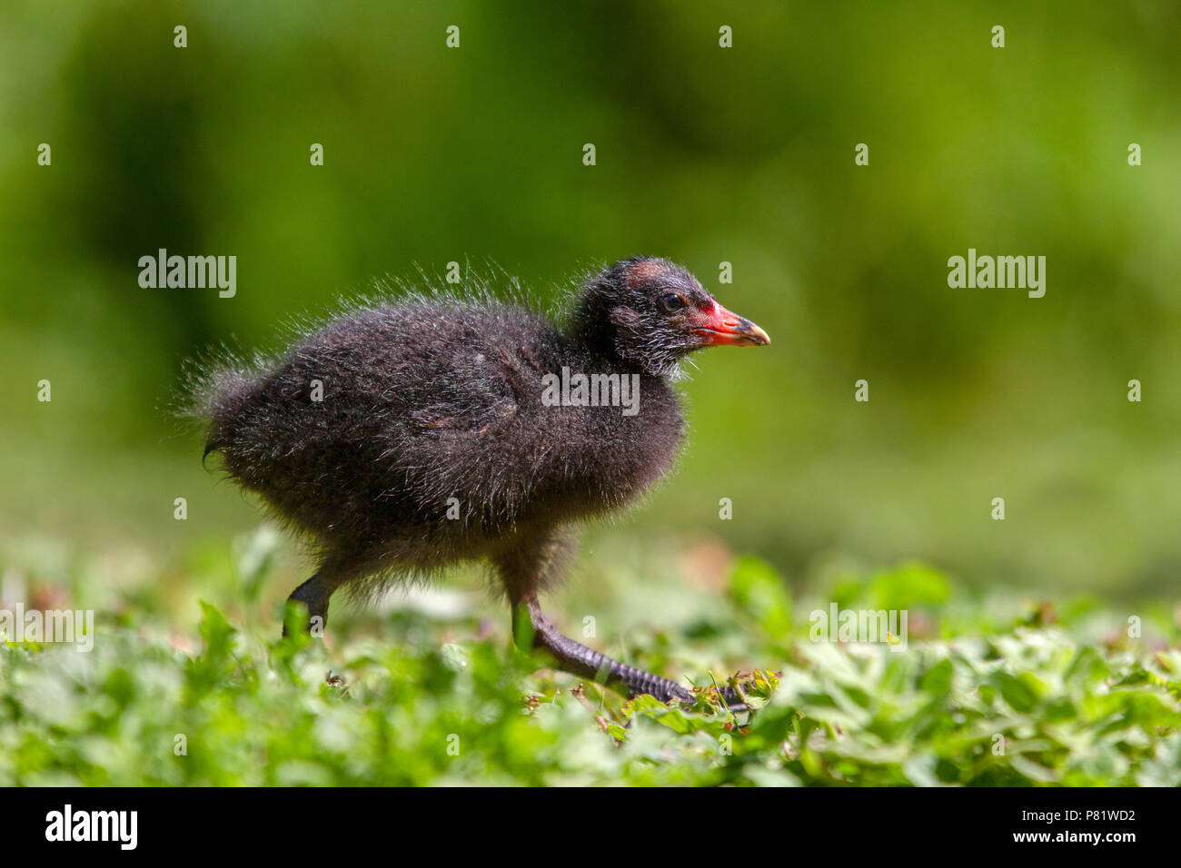 Juvenile Moorhen High Resolution Stock Photography and Images - Alamy