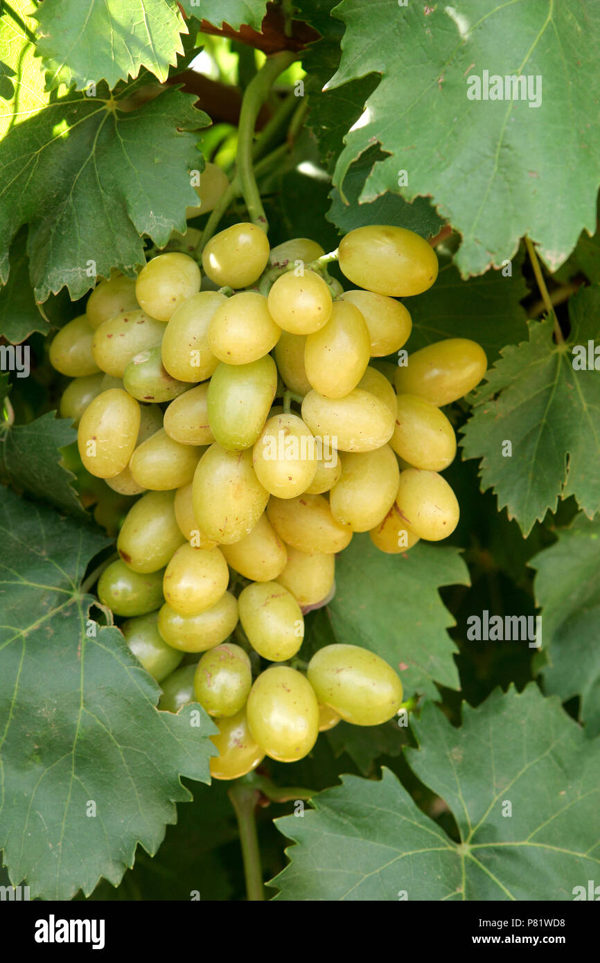 Table grapes of australia hi-res stock photography and images - Alamy