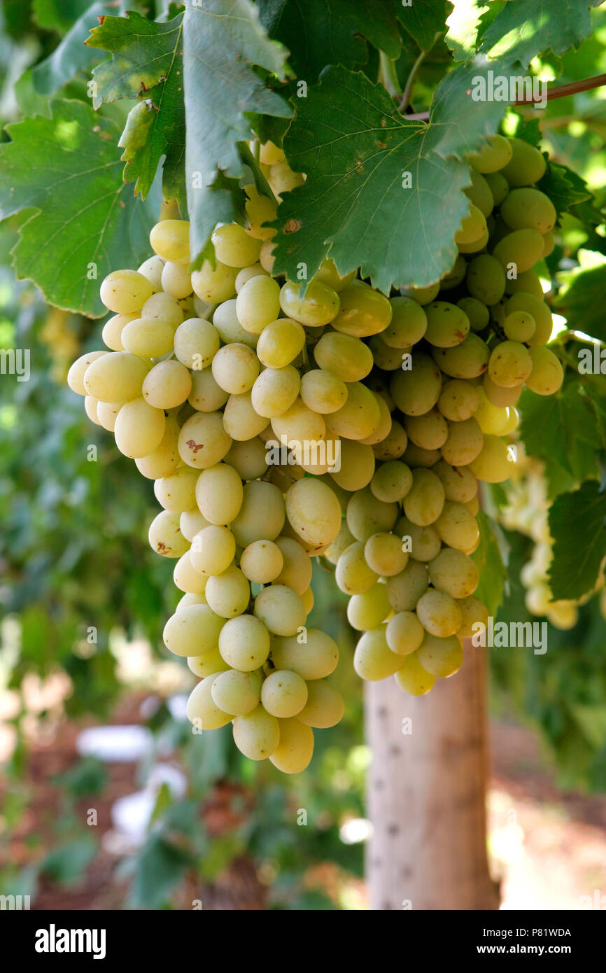 Hanging grape hi-res stock photography and images - Alamy