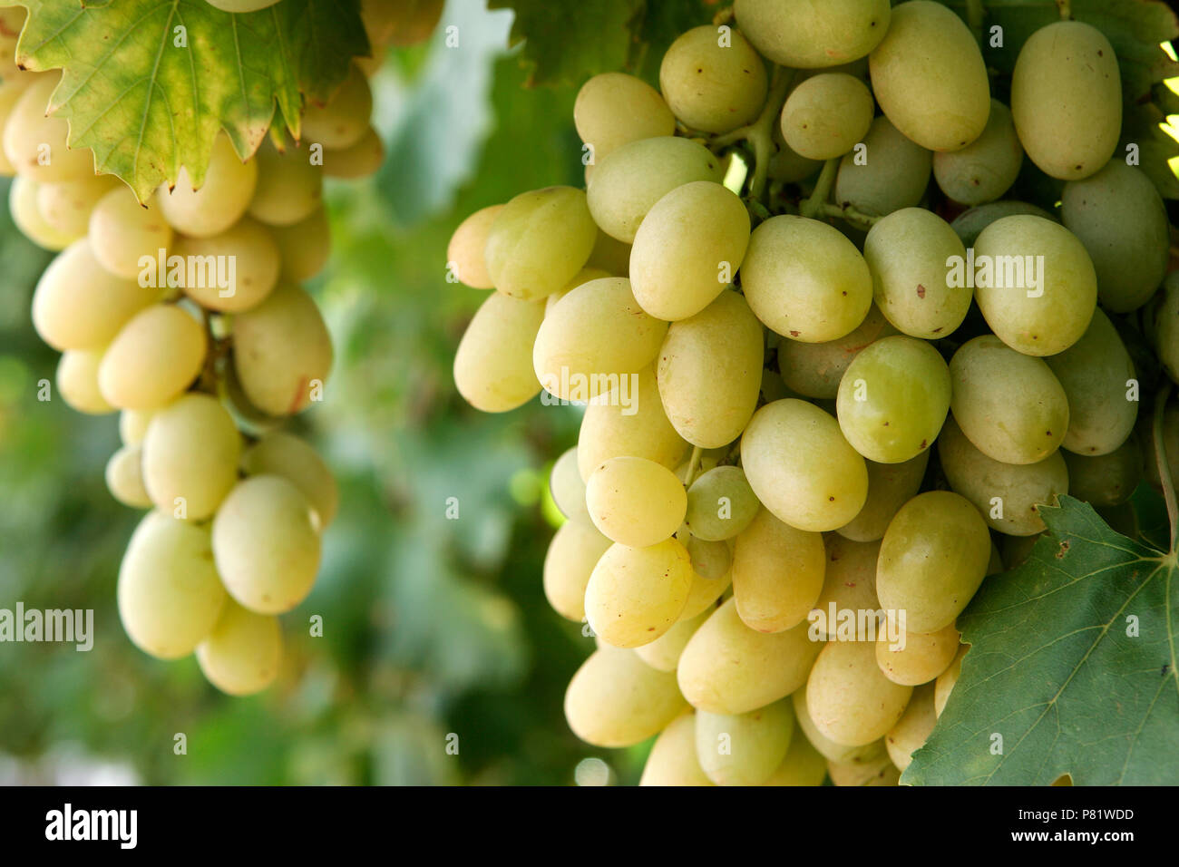 Calmeria Grapes hanging on vine Stock Photo - Alamy