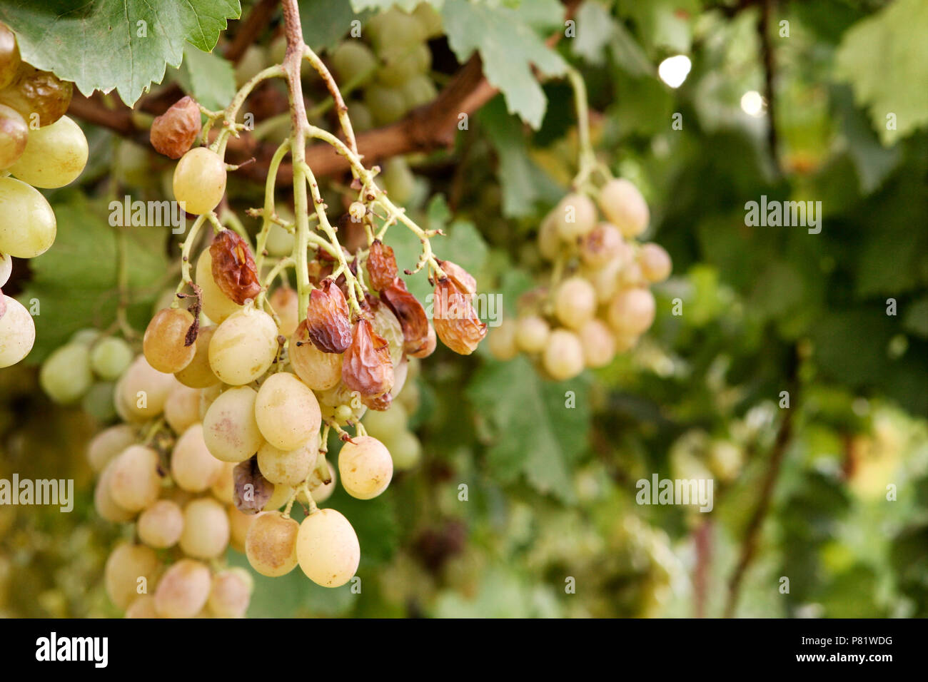 Crop failure australia hi-res stock photography and images - Alamy