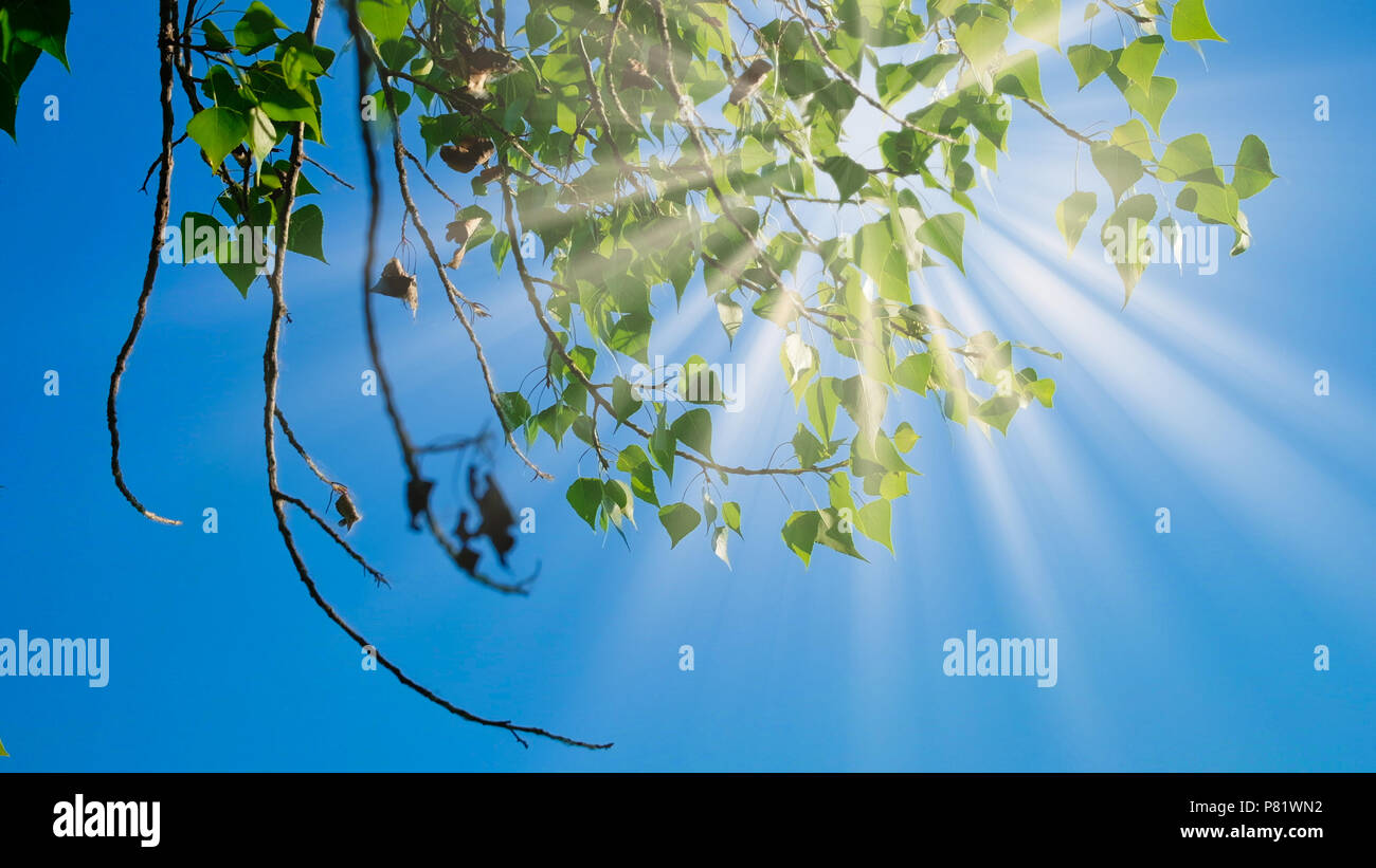 Green leaves moving in wind hi-res stock photography and images - Alamy