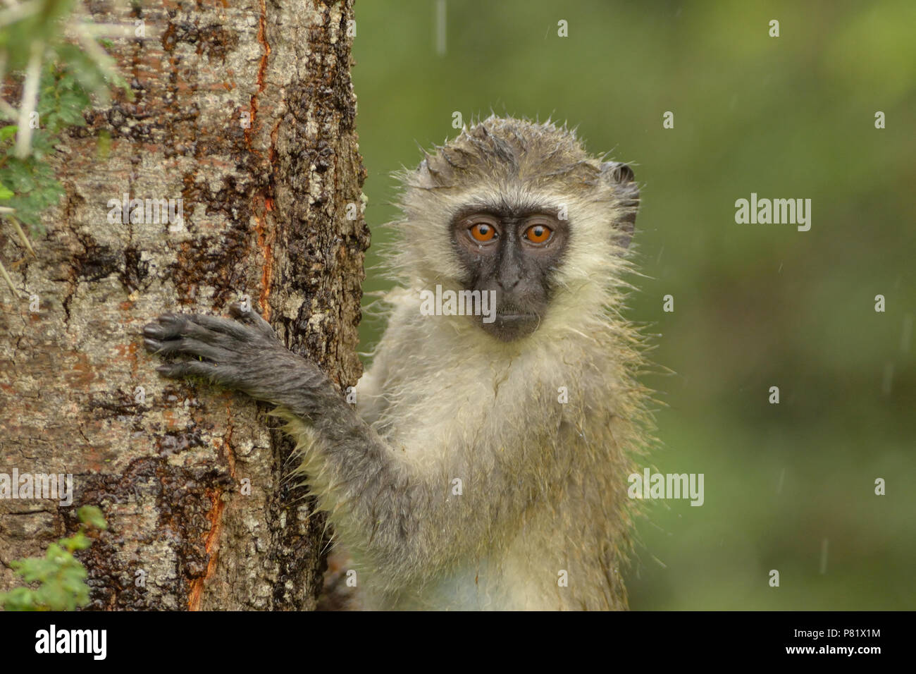 Vervet monkey portrait Stock Photo - Alamy