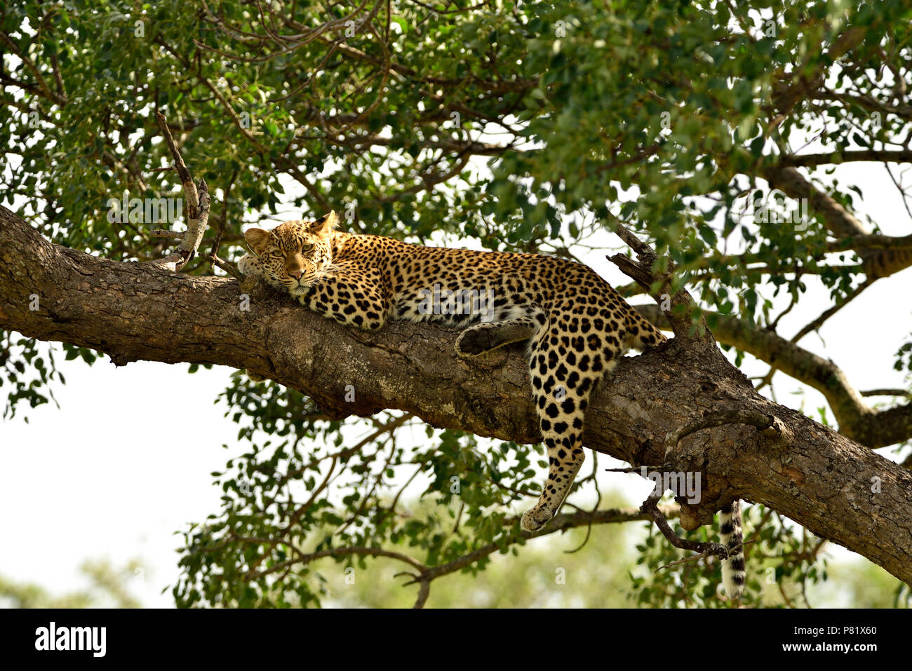 Female leopard sleeping on a tree Kruger Stock Photo - Alamy