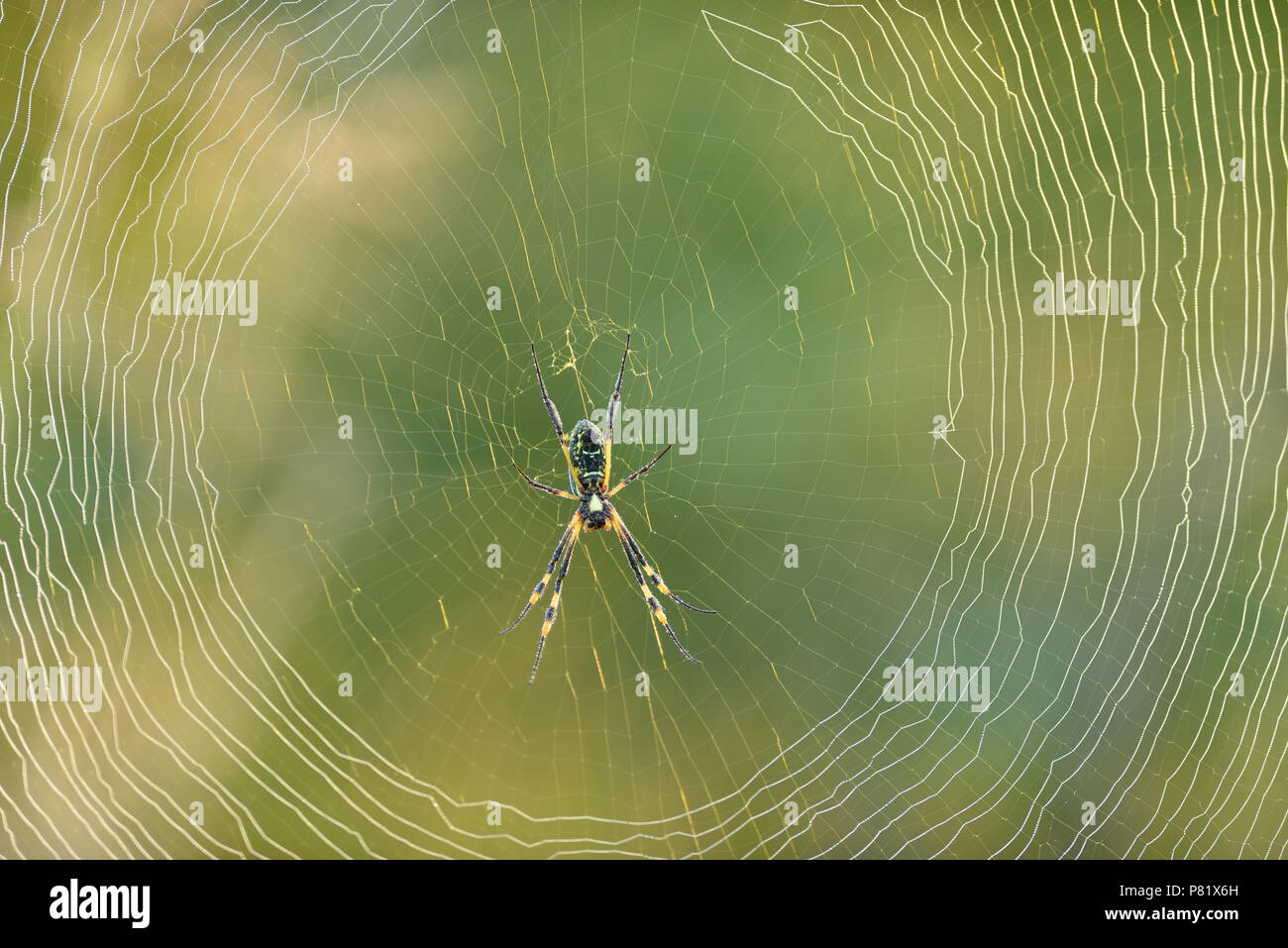 Banded-legged spider, Golden Orb web Spider Stock Photo - Alamy