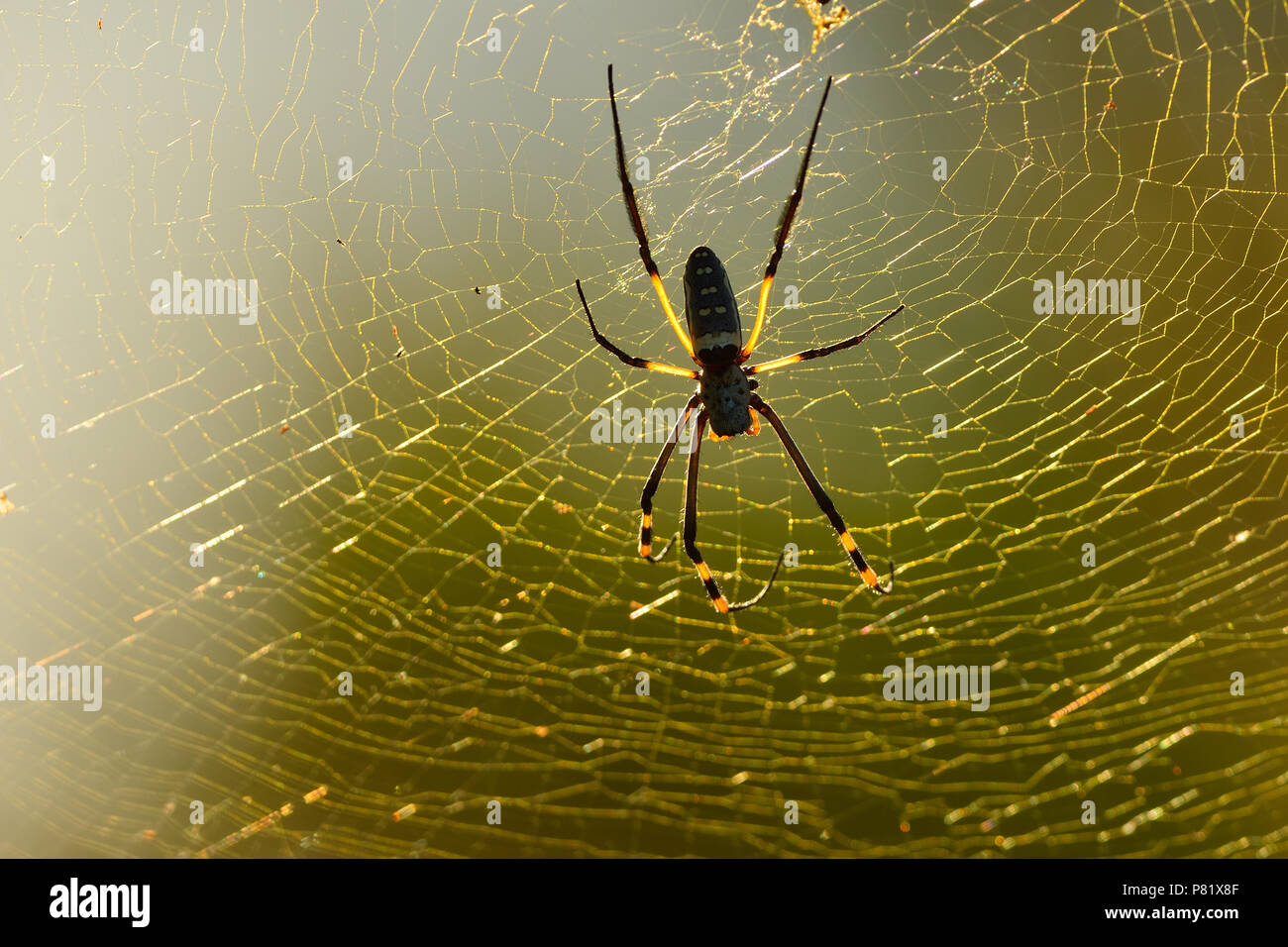Banded-legged spider, Golden Orb web Spider Stock Photo - Alamy