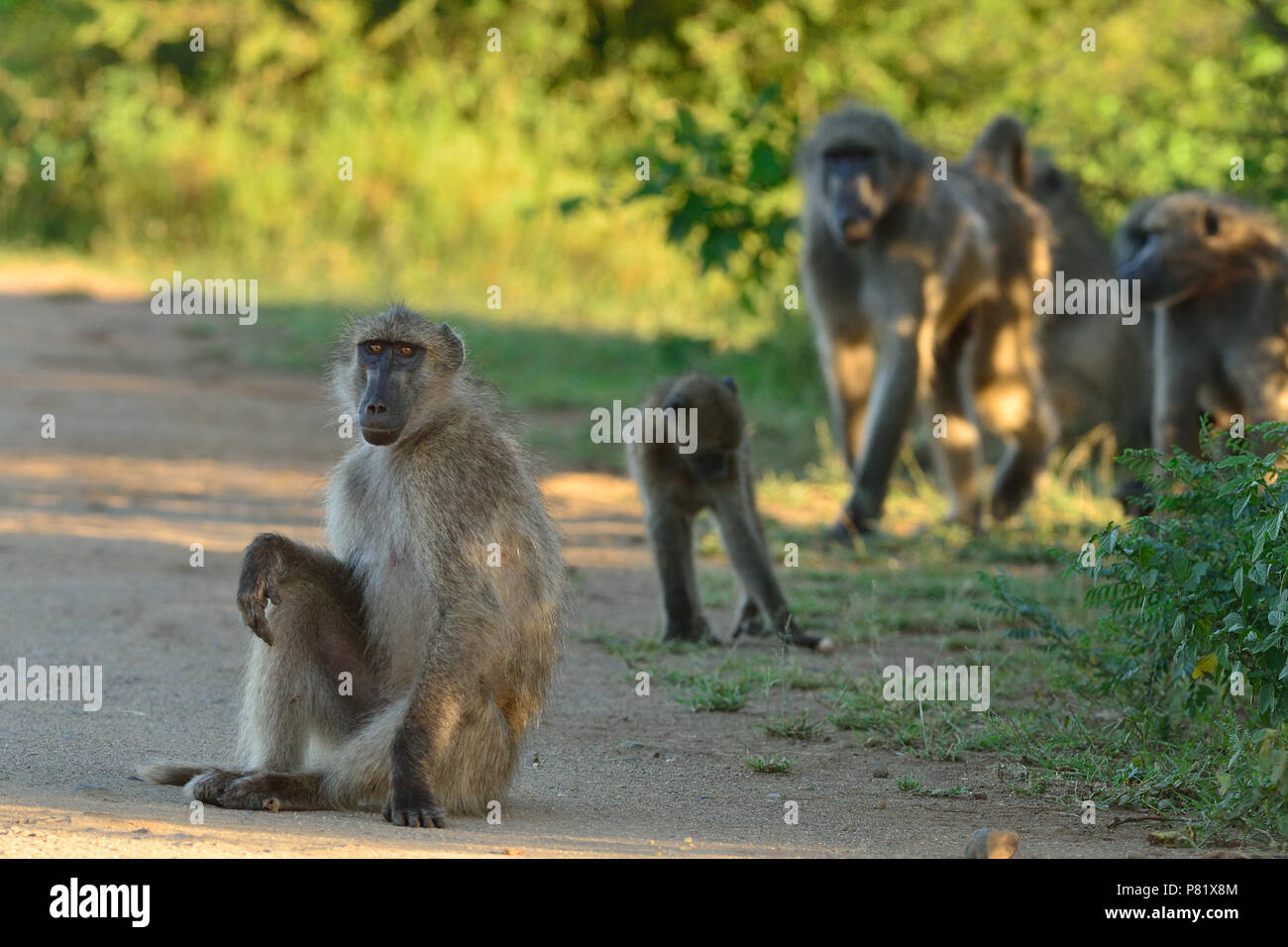 Baboon family in wilderness of Kruger Stock Photo - Alamy