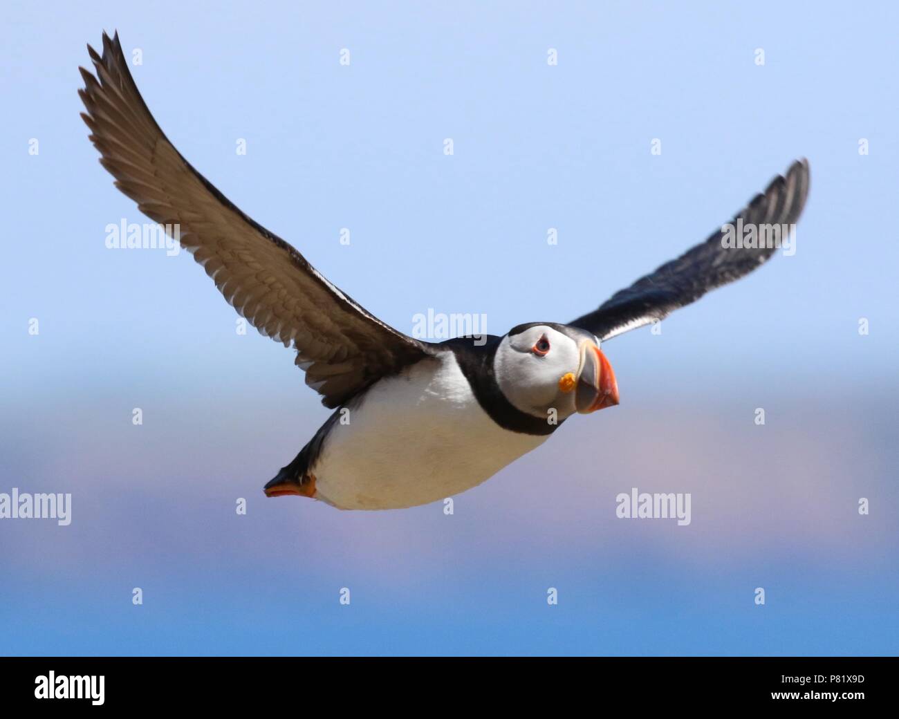 Puffin population hi-res stock photography and images - Alamy