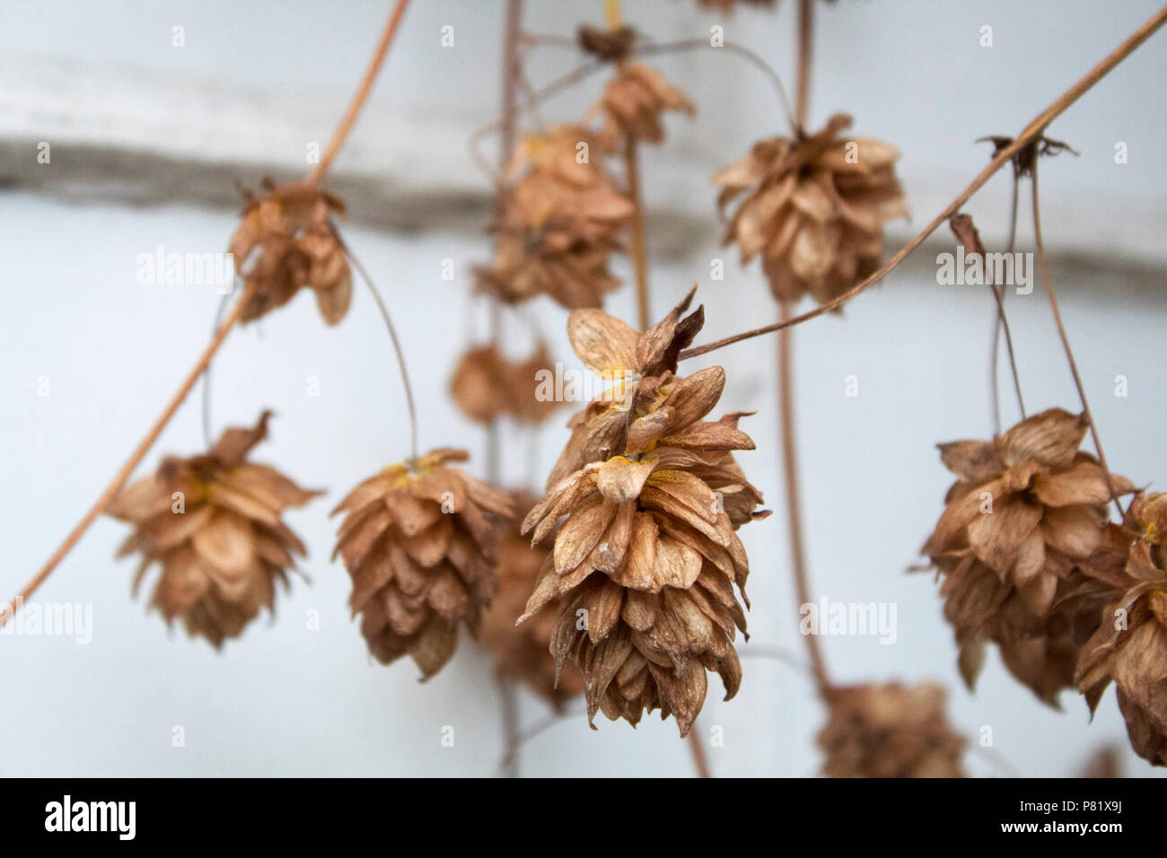 Dried hops on the vine Stock Photo - Alamy