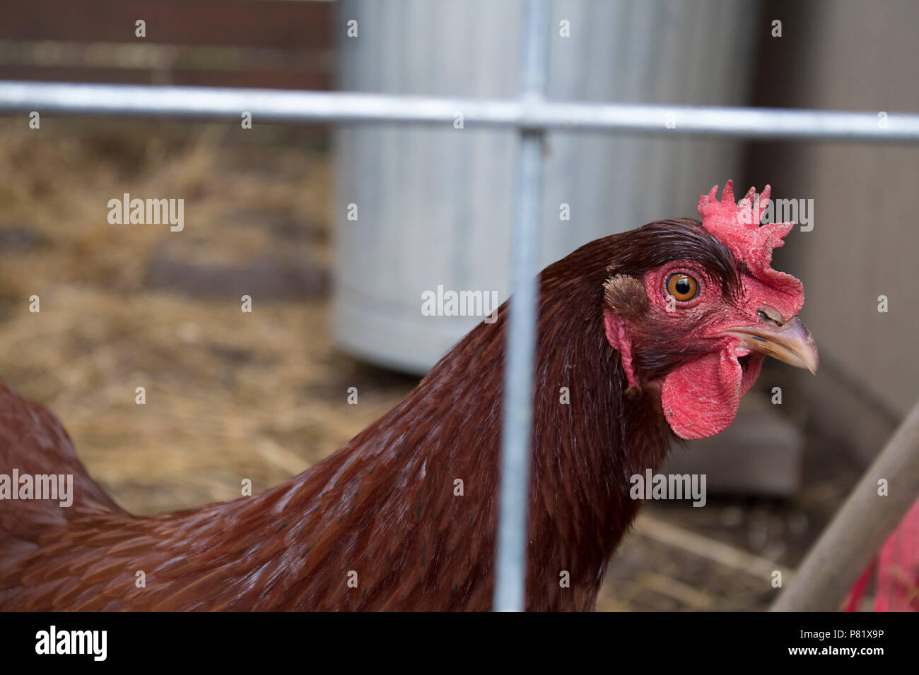 New hampshire hen hi-res stock photography and images - Alamy