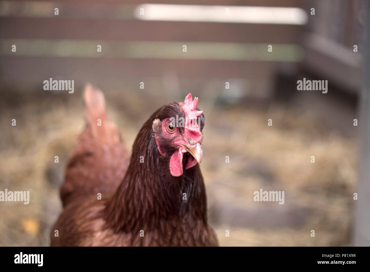 New hampshire hen hi-res stock photography and images - Alamy