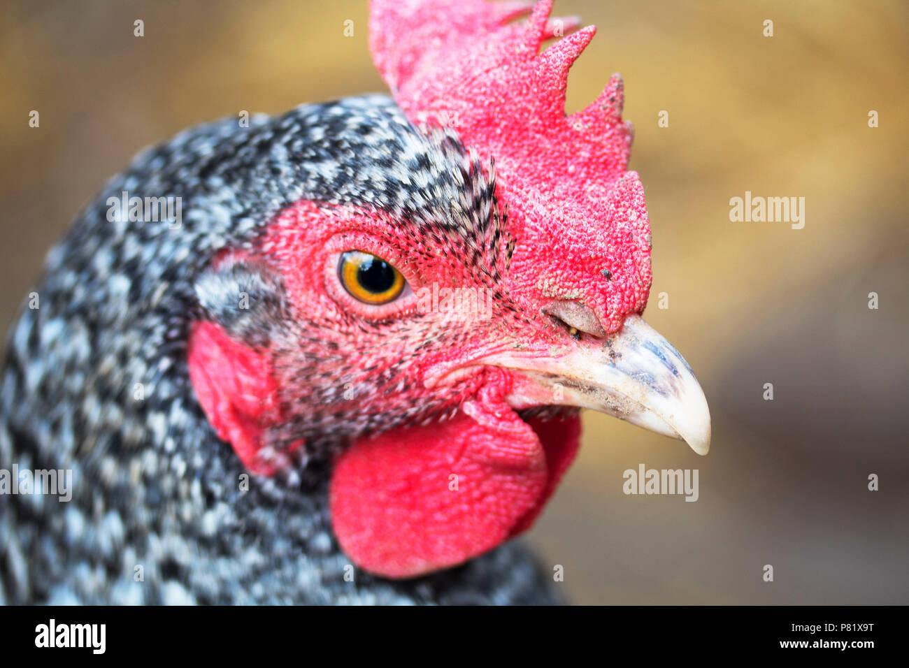Plymouth rock chicken hi-res stock photography and images - Alamy