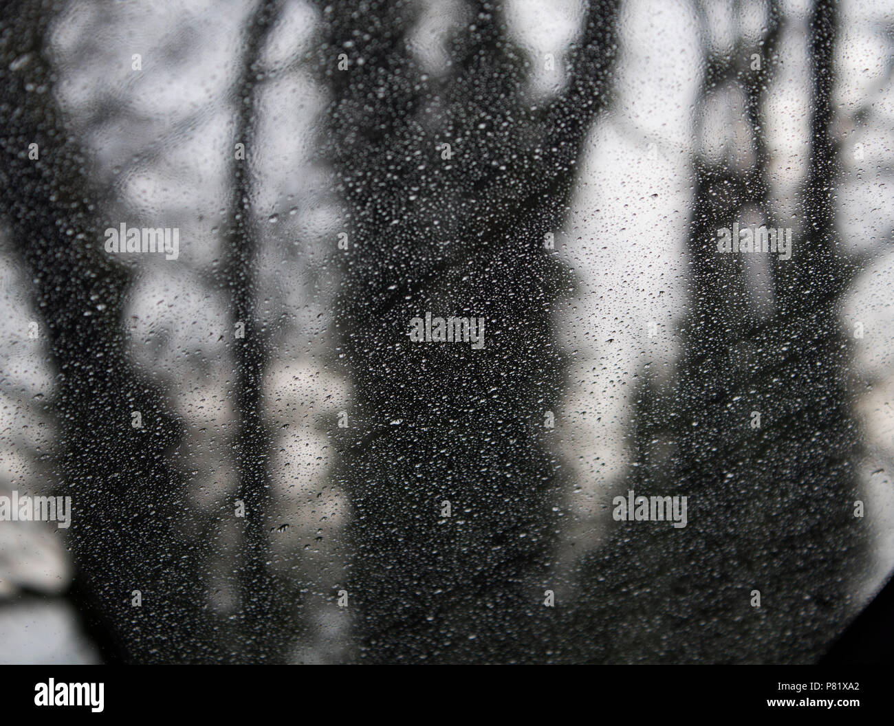 Abstract trees through window Stock Photo - Alamy
