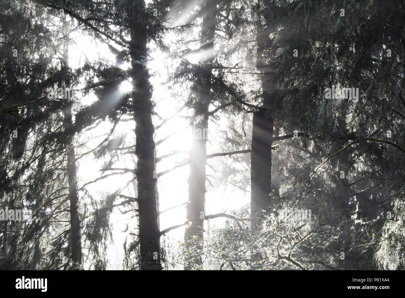 Morning sun through trees Stock Photo - Alamy