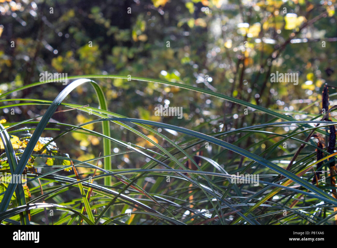 Large blades of grass Stock Photo - Alamy