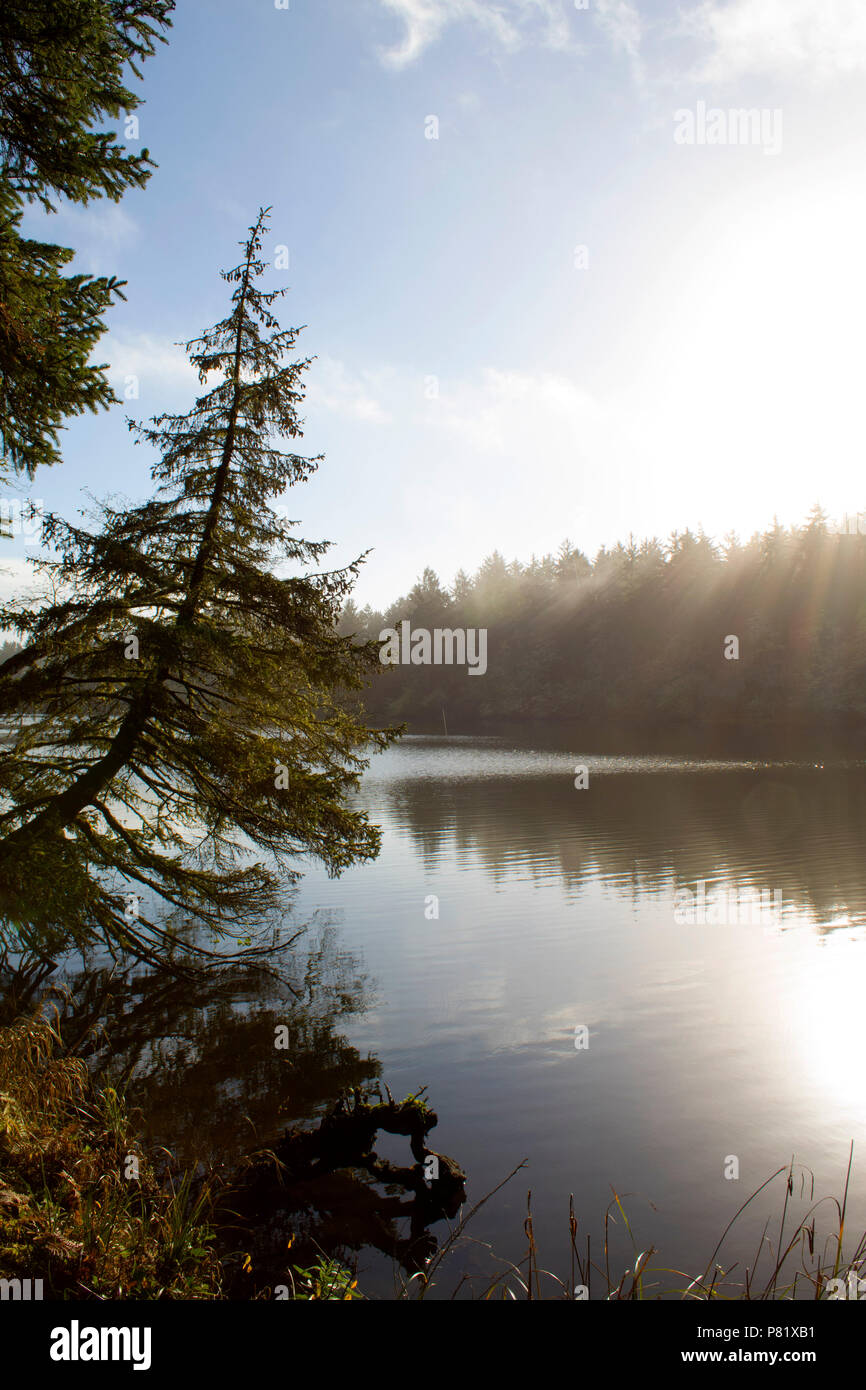 Tree over lake hi-res stock photography and images - Alamy
