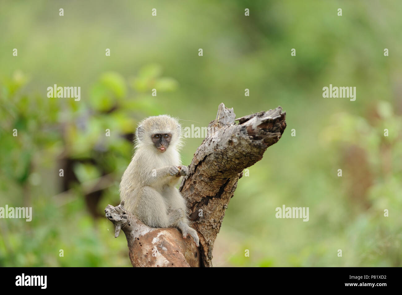 Cute Vervet monkey in lush green Kruger savanna Stock Photo - Alamy