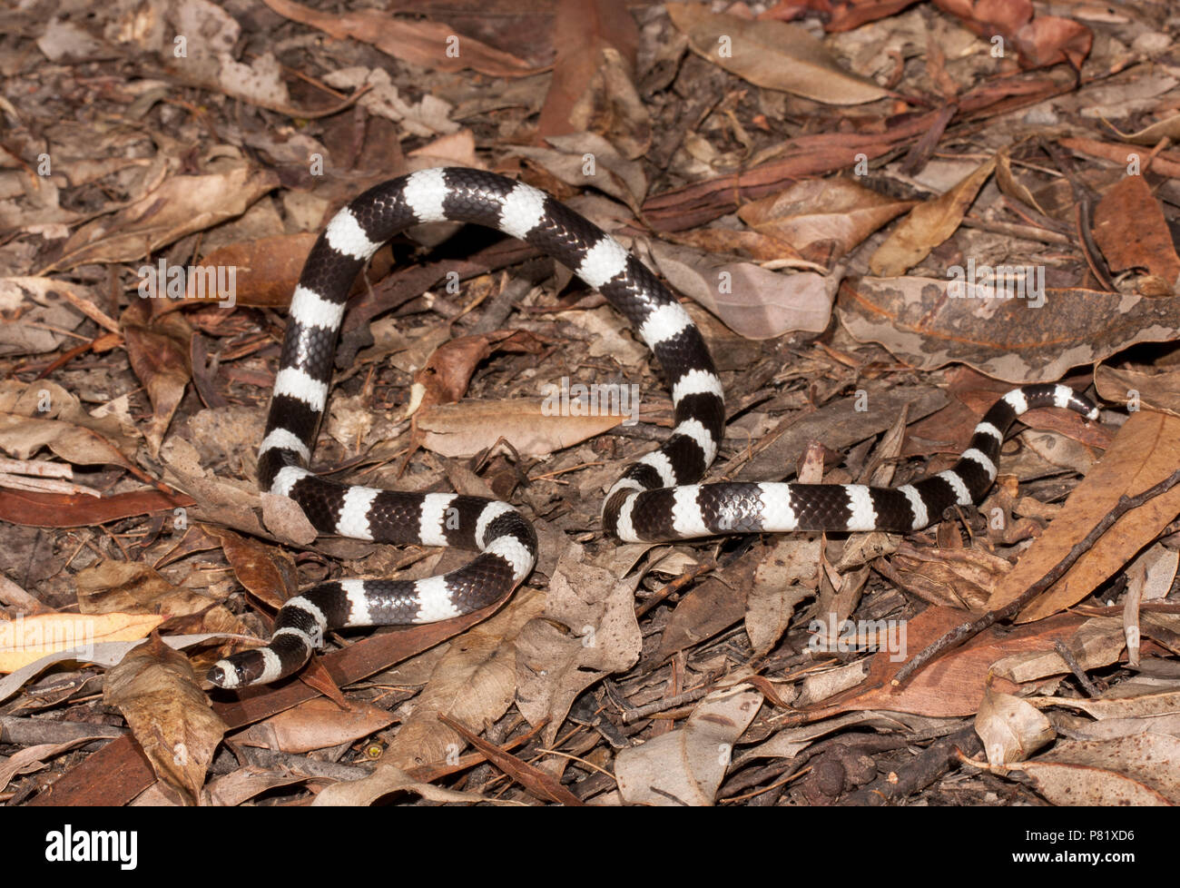 Bandy hi-res stock photography and images - Alamy