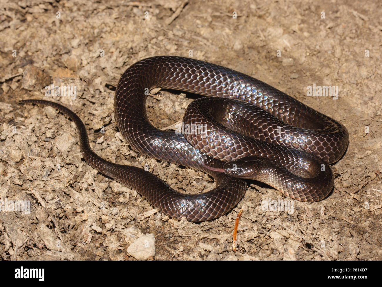 Small eyed snake hi-res stock photography and images - Alamy