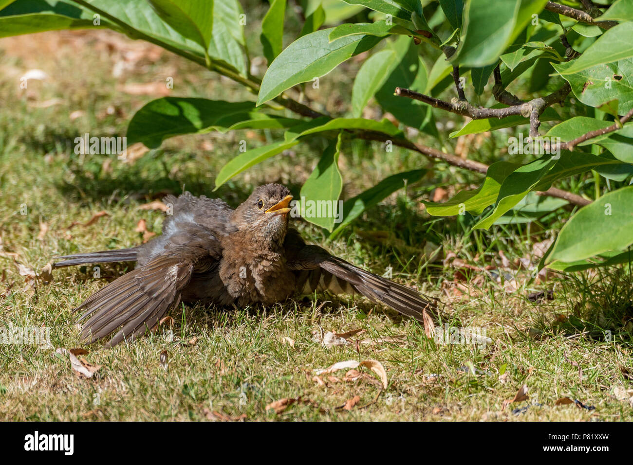 Blackbird sunbathing hi-res stock photography and images - Alamy