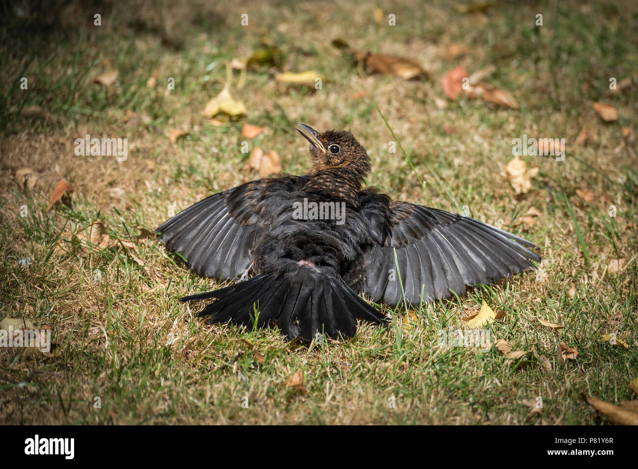 Sunbathing blackbird hi-res stock photography and images - Alamy