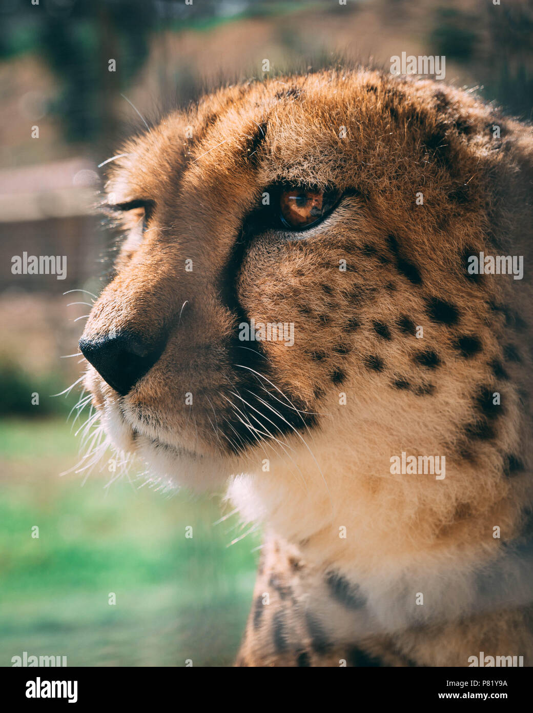 Five cheetah hi-res stock photography and images - Alamy