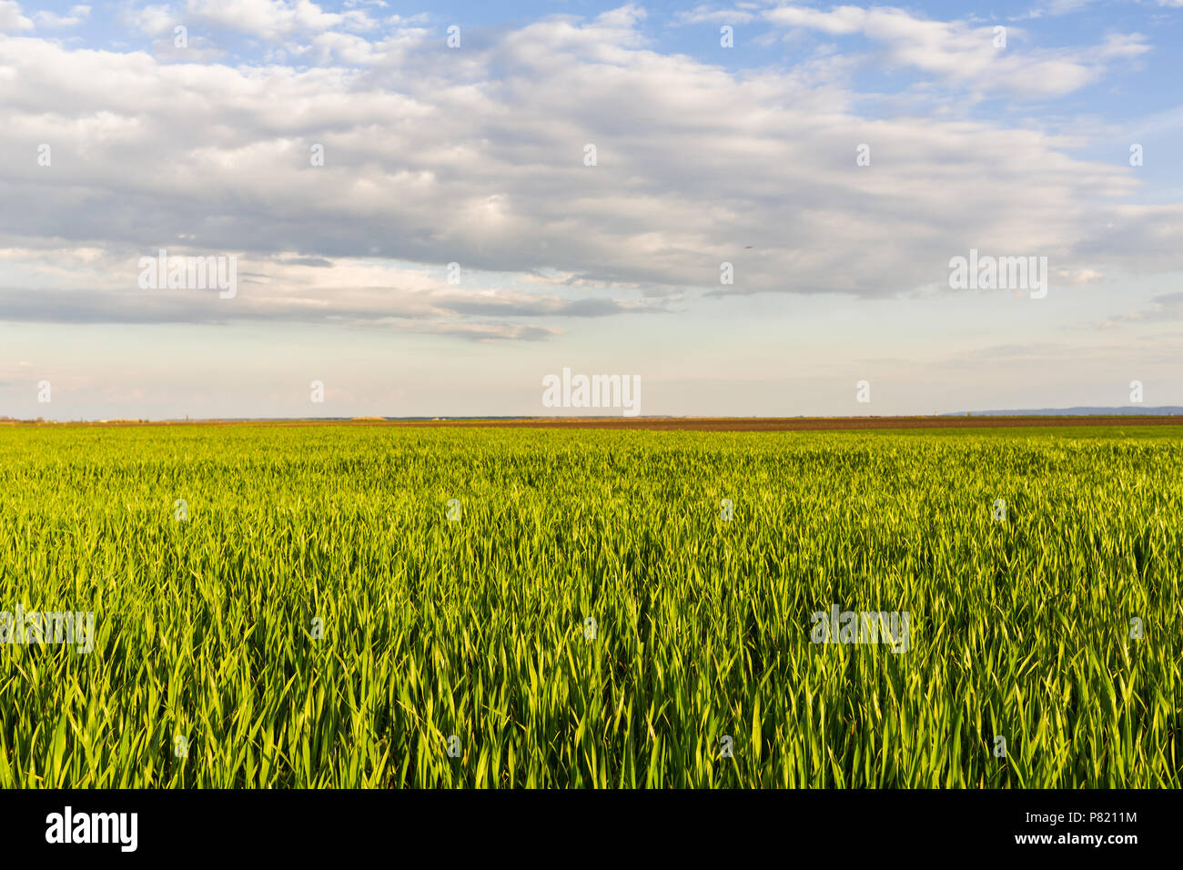 Green field of sprouting wheat Stock Photo - Alamy